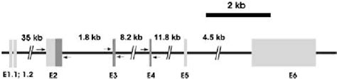 relative location of primers in the aml2 runx3 gene forward and