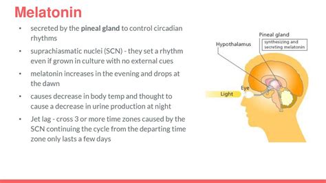66 Hormones Homeostasis And Reproduction Ppt Download
