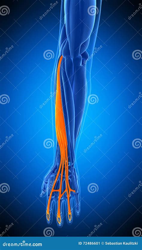 The Extensor Digitorum Stock Illustration Illustration Of Rendering