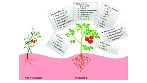 Illustration Of The Effects Of Microbial Inoculation On Plant Download Scientific Diagram