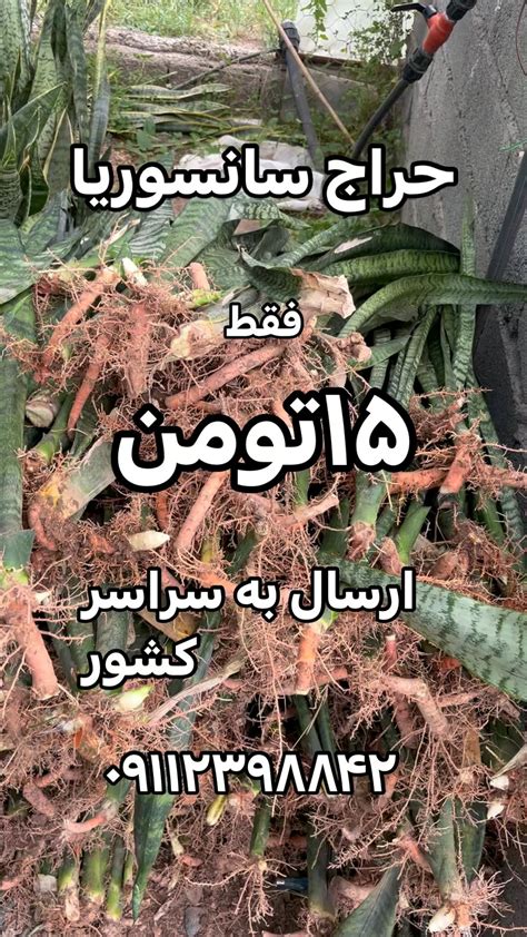 ‎گیاهان اپارتمانیتولید کنندهگلخانه دار‎ ‎تا حالا دیده بودیش