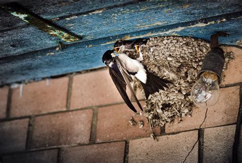 How To Remove A Birds Nest Solution Pest Control