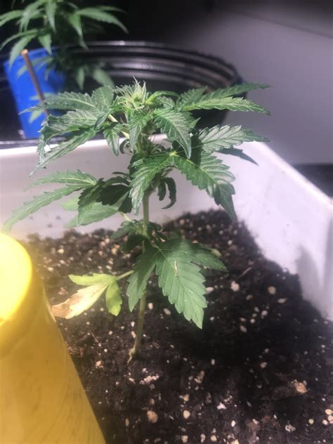 Plant Only Grew 9” With A Bud On It Maybe Me Moving Them In Container Did Something