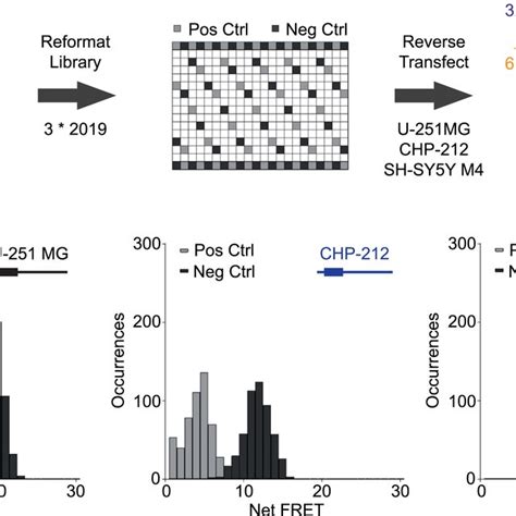 Design Of Screening Strategy And Quality Controlsa Screening Workflow