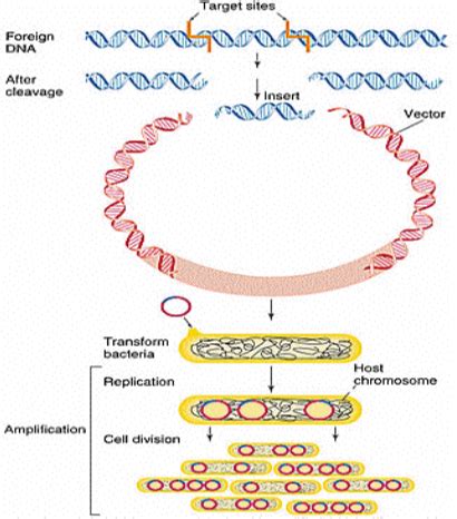 MBBS Medicine Humanity First Recombinant DNA