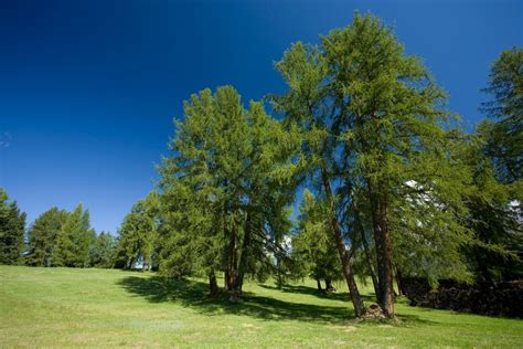 Trees That Start With L Varieties Characteristics Care