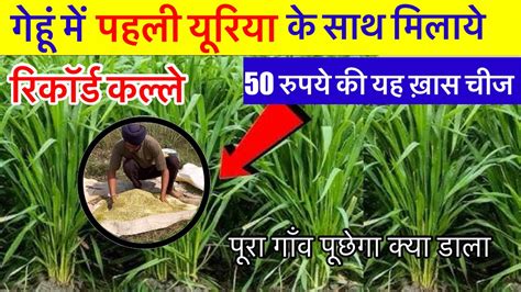 गेहू में पहली यूरिया के साथ मिलाये यह 50 रुपय की चीज़ आयेगे रिकॉर्ड