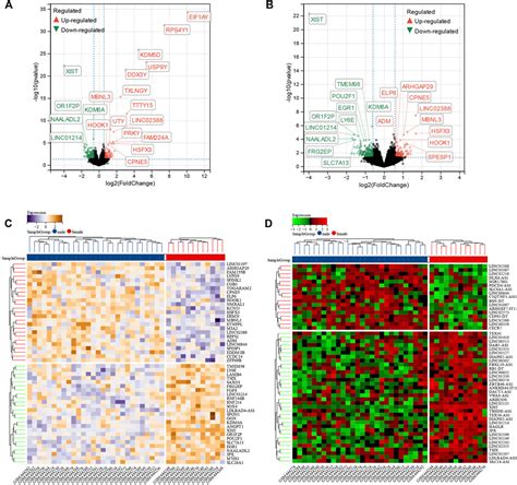 Frontiers Construction Of Immune Related CeRNA Network In Dilated Cardiomyopathy Based On Sex