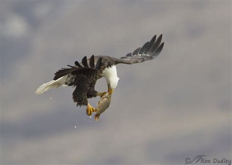 Bald Eagle Eating A Fish In Flight The Entire 12 Image Series For The
