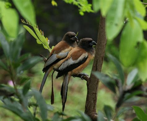 Two Birds Sitting On A Tree Pixahive