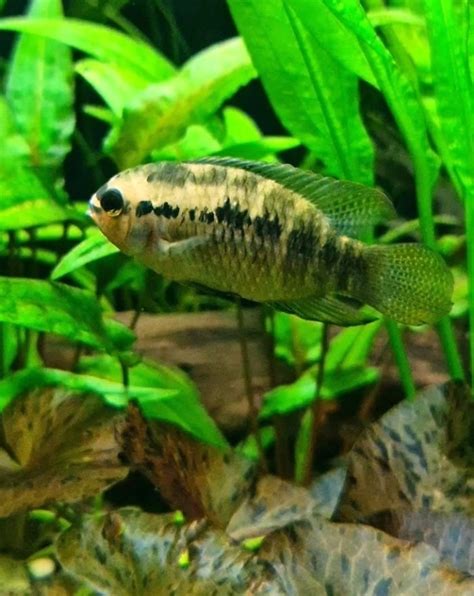 15 Dwarf Cichlids For A Peaceful Community Aquarium Aquanswers