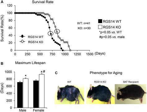 Brown Adipose Tissue Enhances Exercise Performance And Healthful