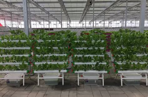 无土栽培的种植模式有哪些 蔬菜园地 寿光市九合农业发展有限公司