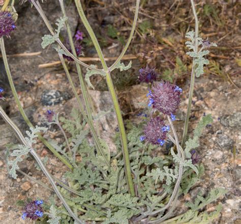 Salvia Columbariae Chia