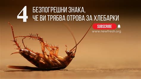 4 безпогрешни знака че ви трябва отрова за хлебарки Youtube