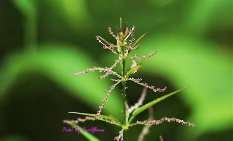 가는쐐기풀 쐐기풀과 쐐기풀속