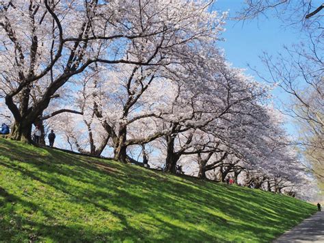 背割り堤の桜 GANREF