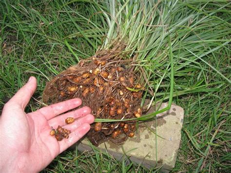 Tigernut 10 Seeds Cyperus Esculentus Nuts For Grow Etsy