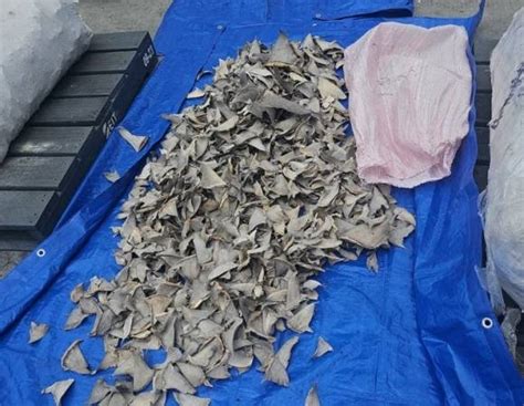 아시아의 유별난 ‘샥스핀 식탐에 전 세계 상어 씨가 마른다 여기는 남미