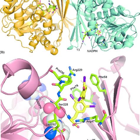 A Crystal Structure Of Thyroxine Binding Globulin Tbg Complexed With