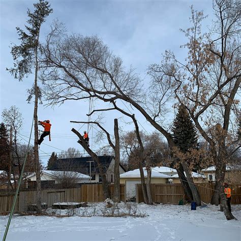 Tree Removal Saskatoon Tree Pruning And Removal — Porcupine Tree Care