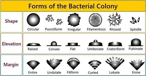 What Is The Colony Morphology Of Bacteria Colony Characteristics Biology Reader