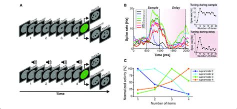 Cross Modal Representation Of Numerosity In Pfc A Delayed Download Scientific Diagram
