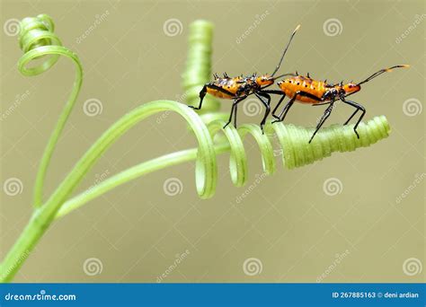 The Nymphs Of The Leaf Footed Bug Stock Image Image Of Nymphs Footed 267885163