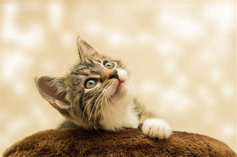 У кошек нашли бактерии с помощью которых собираются лечить болезни
