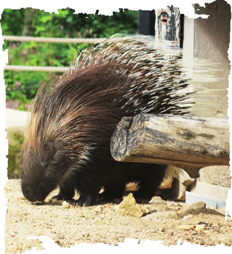 Crested Porcupine Tropical Butterfly House