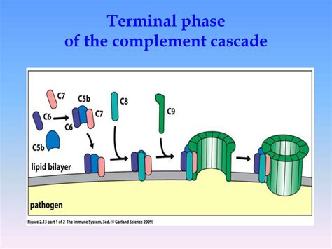 Ppt Complement System Immunity And Function Powerpoint Presentation