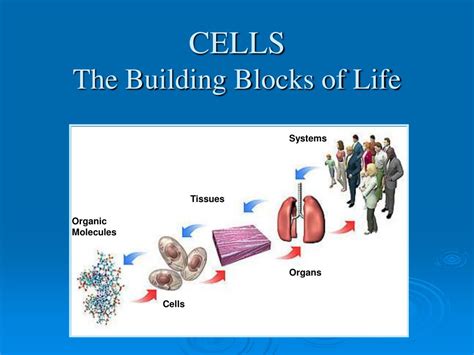 Ppt Cells The Building Blocks Of Life Powerpoint Presentation Free Download Id 831651