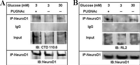 O Linked N Acetylglucosamine O Glcnac Monoclonal Antibody Hgac85