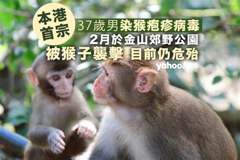 本港錄首宗人類感染猴疱疹病毒 37 歲患者情況危殆 曾被猴子襲擊Yahoo