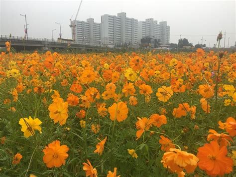 대전천변에 황화코스모스 만개 충청포스트