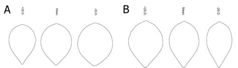 Mean And ±2 Standard Deviations Elliptic Fourier Approximations Of The Download Scientific