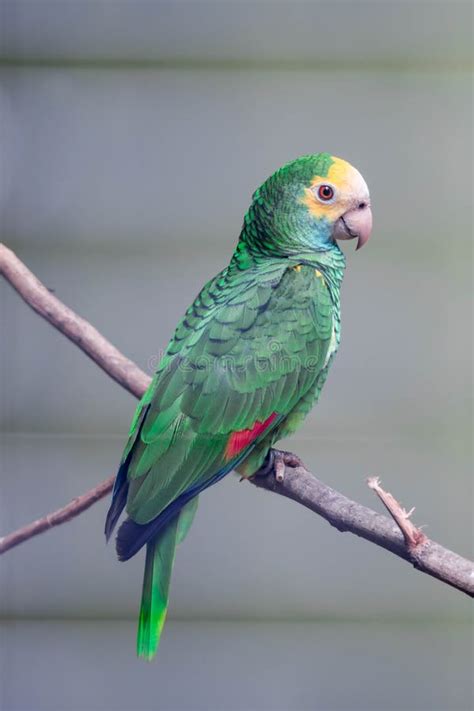 Belice Con La Cabeza Amarilla Amazon Amazona Oratrix Belizensis