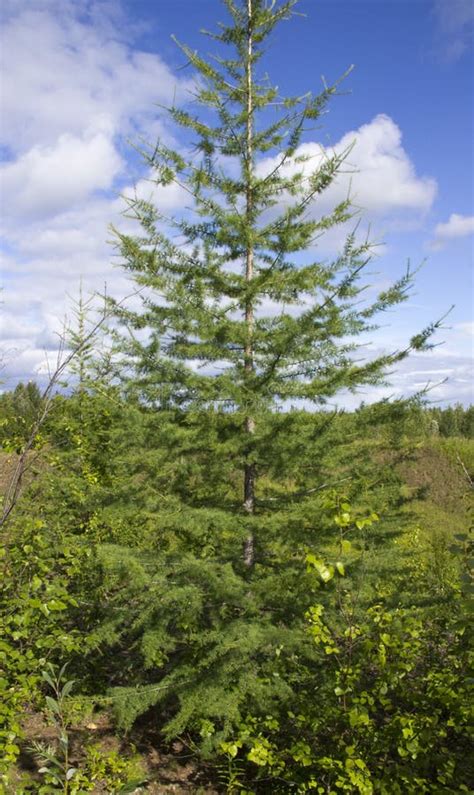 Spruce Siberian Coniferous Tree Stock Image Image Of Cones Nature 146612751