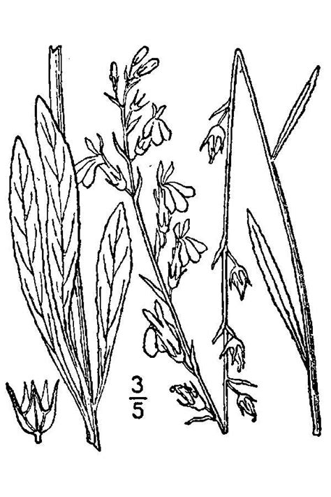 Plant Lopa3 Plant Lopa3