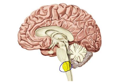 延髓 脑干构成部分 搜狗百科