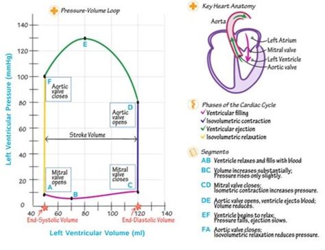 Pv Loops 1 Flashcards Quizlet