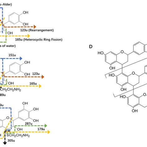 The Proposed Structure Of The Epi Catechin A Download Scientific Diagram