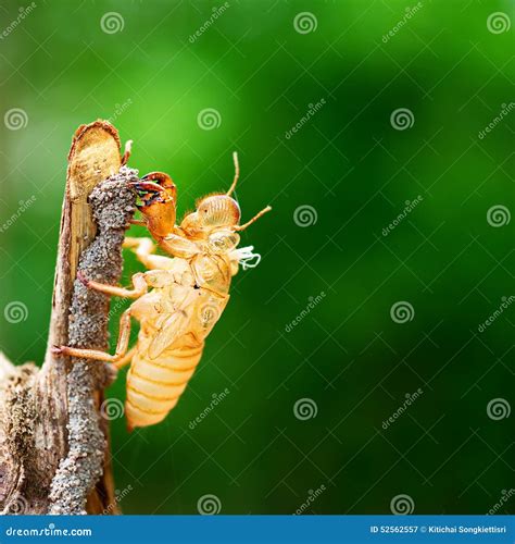 Cicada Shedding Its Shell Stock Image Image Of Abdomen