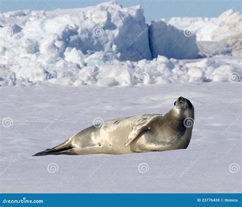 Foki Weddell Zdjęcie Stock Obraz Złożonej Z Weddella 23776428