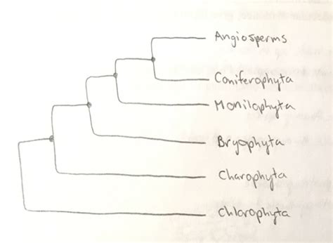 Angiosperms Flashcards Quizlet