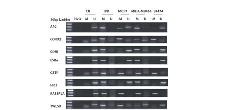 Dna Methylation Analysis Of The Indicated Genes By Msp U And M Show Download Scientific