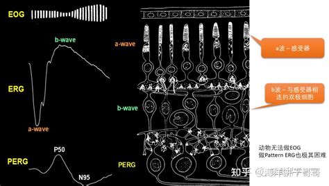 大鼠 小鼠视网膜电图 Erg 记录那些事儿 知乎