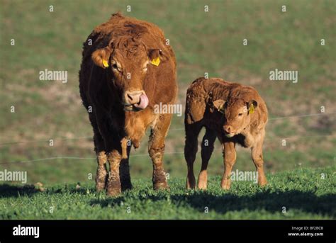 Domestic Cattle Bos Primigenius Bos Taurus Breed Limousin Cow With Calf On A Meadow Stock