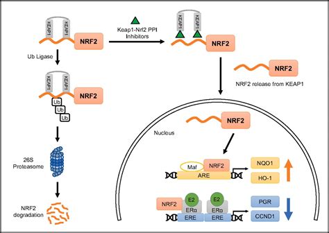 Inhibitors Of Keap1 Nrf2 Protein Protein Interaction Reduce Estrogen Responsive Gene Expression