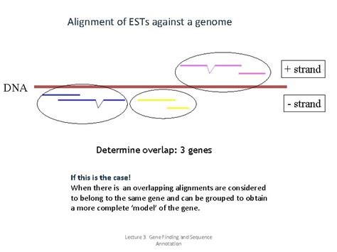 Gene Finding And Sequence Annotation Lecture 3 Gene